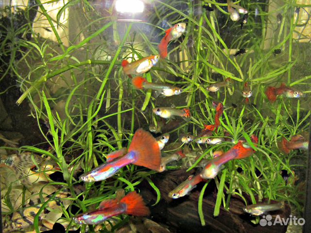 Рыбки, рожденные в Обнинске