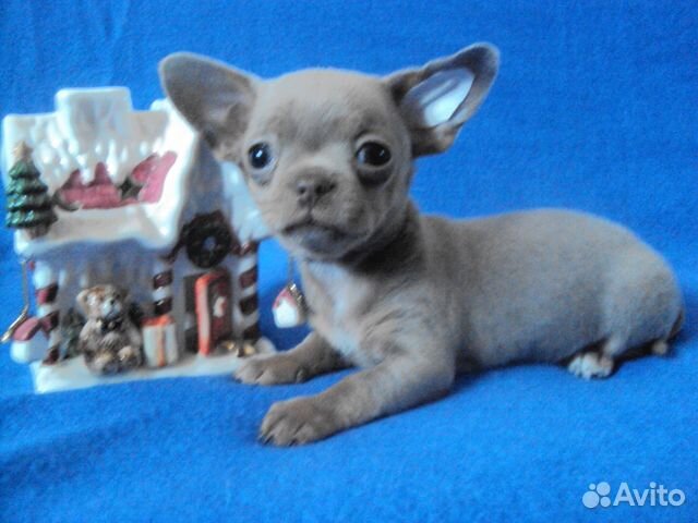 Миниатюрный малыш