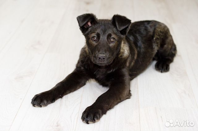 Идеальная собака