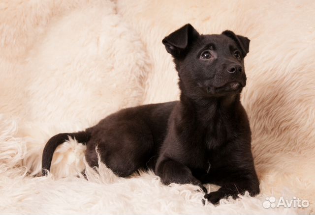 Щенок Агат в добрые руки