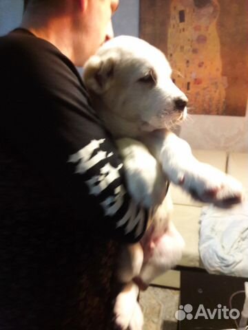 Самый крупный щенок