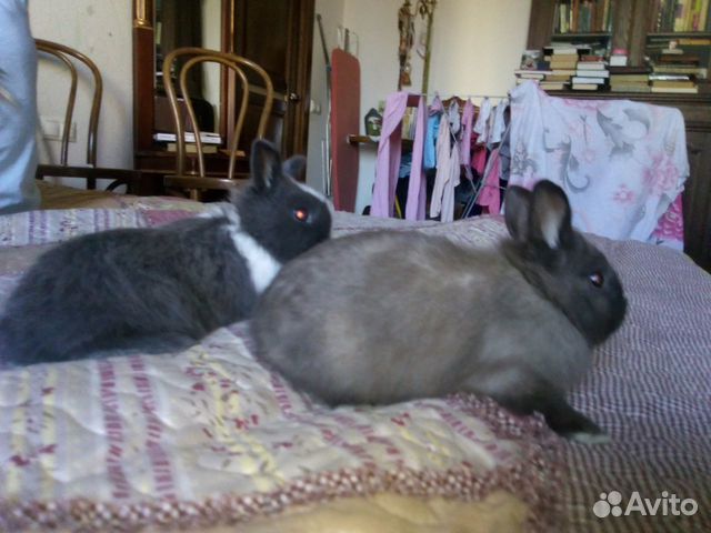 Крольчата карликовые