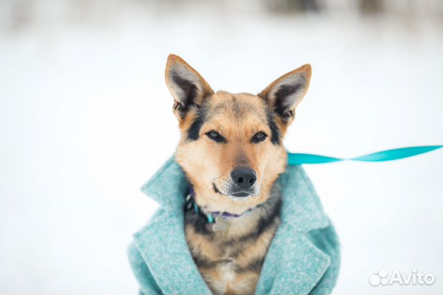 Славный пес мелкий в добрые руки