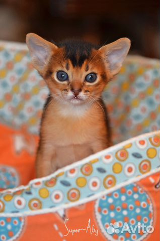 Абиссинские котята