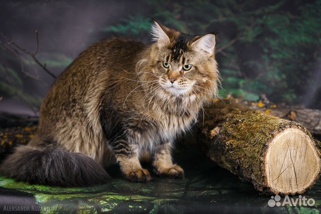 Кот мейн куна