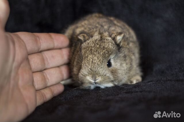 Крольчонок минор - Малыш и другие крольчата