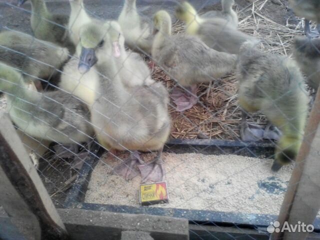 Гусята. Продажа