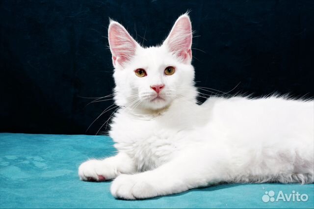 Клубные котята Мейн Кун, белые и рыжие