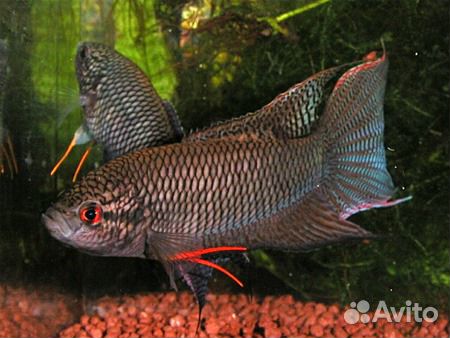 Черные Макроподы