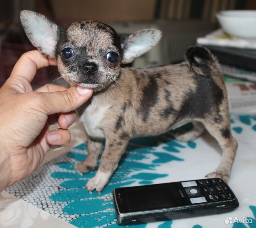 Леди Ди - чихуахуа мини