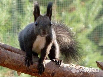 Белка алтайская телеутка черная