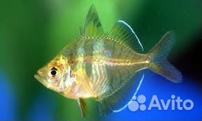 Окунь стеклянный индийский
