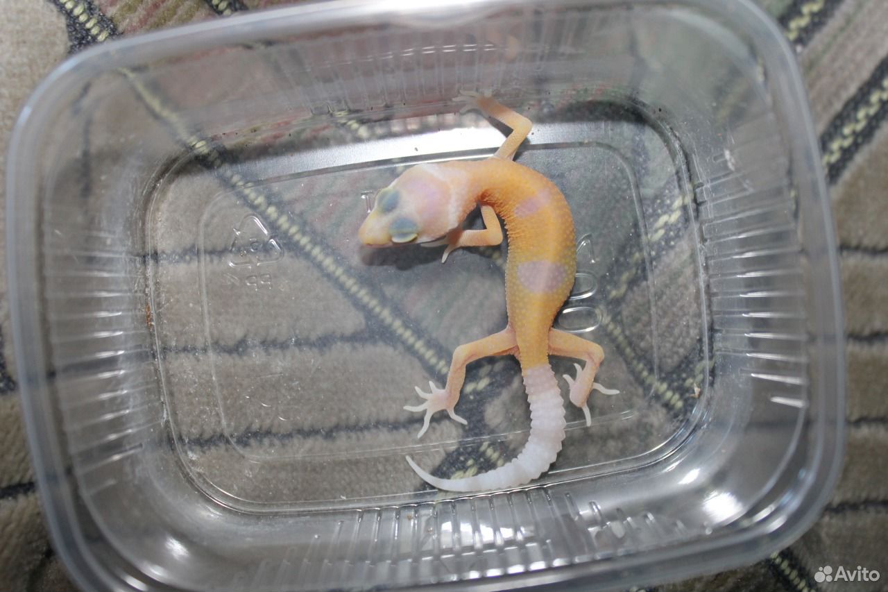 Эублефар Enigma het Raptor и другие