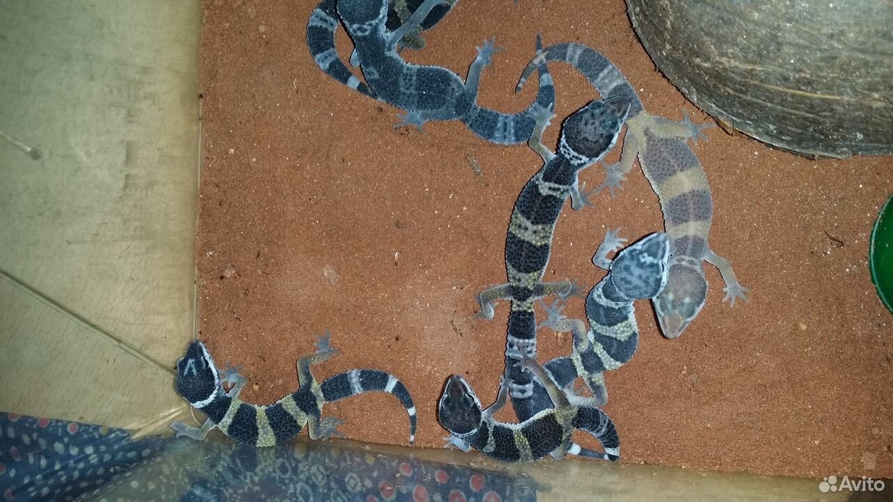 Очаровательные малыши эублефаров