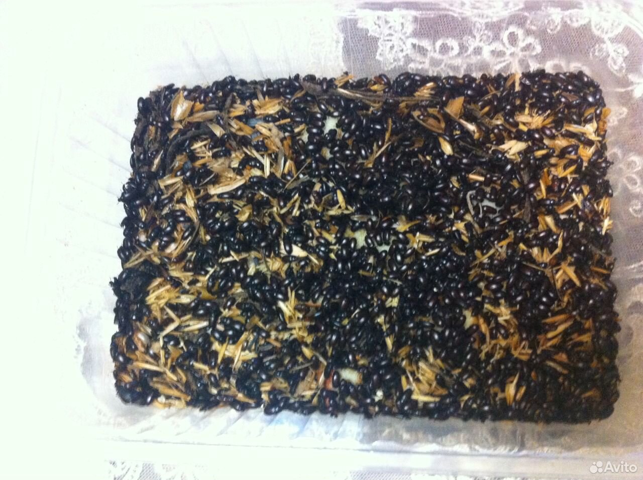 Жук знахарь