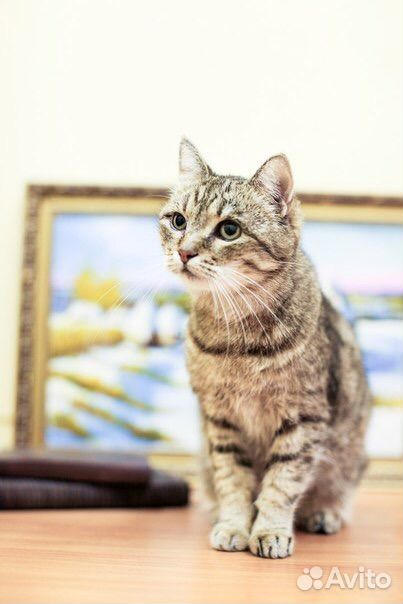 Милашка Плюшевый Уютничек в дар в добрые руки