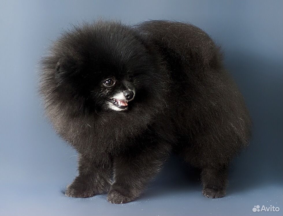 Продаются щенки шпица чёрные померанцы