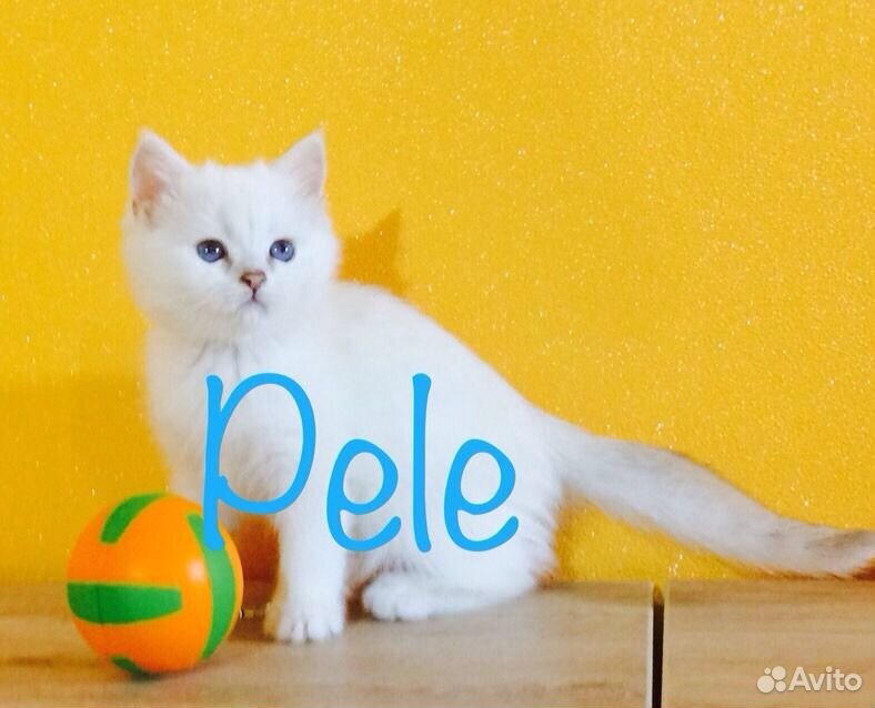 Котенок Pele