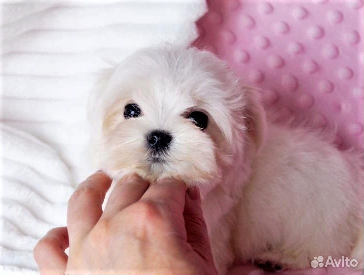 Щенки мальтийской болонки. РКФ