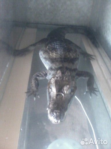 Аквариум - террариум 800 л