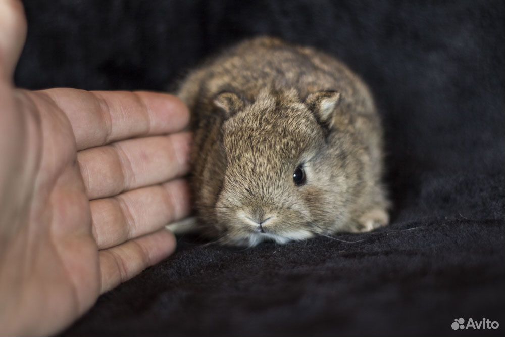 Крольчонок минор - Малыш и другие крольчата