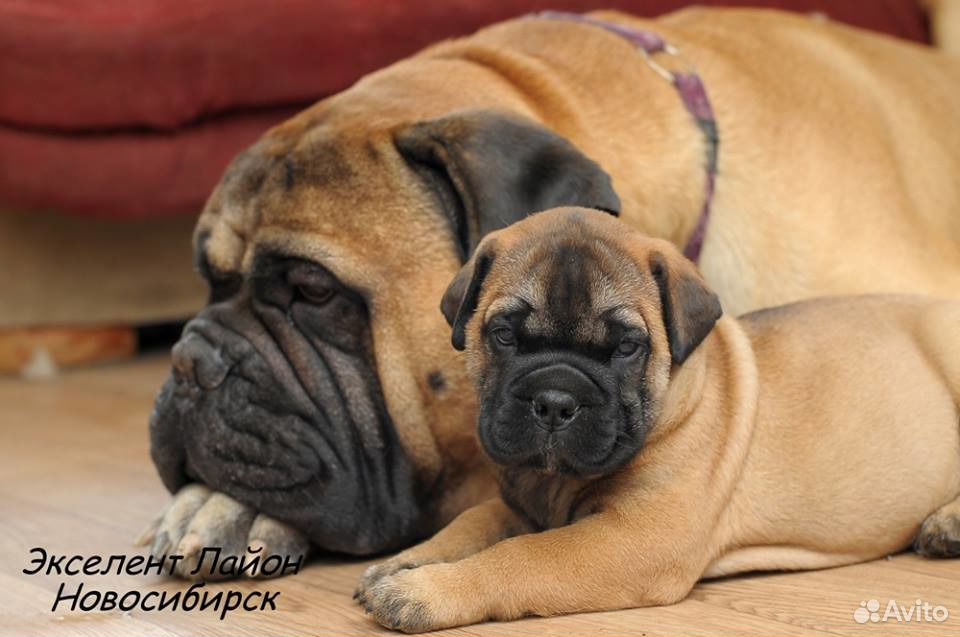 Бульмастиф кобель для вязок