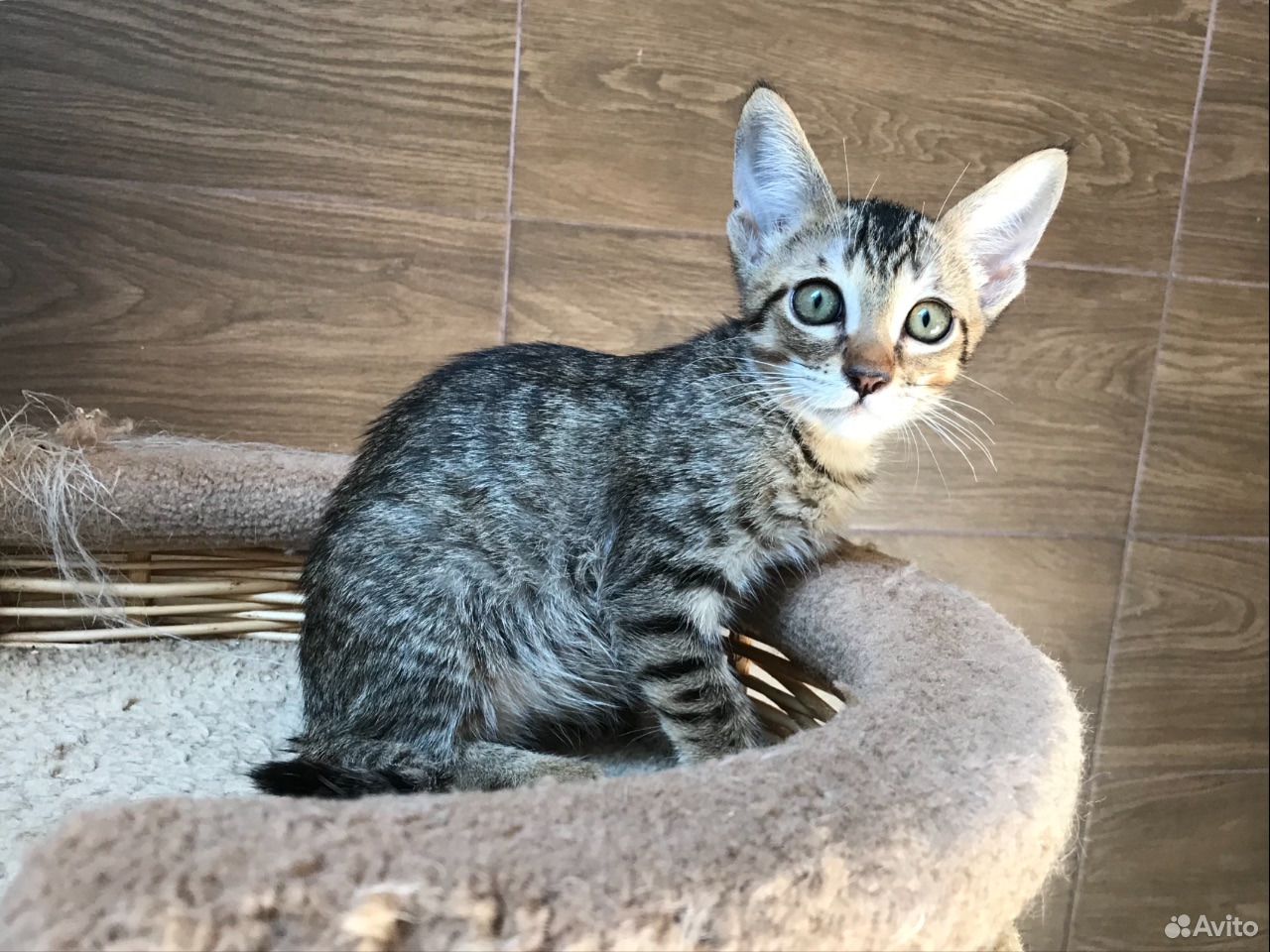 Египетский мау котик Чау