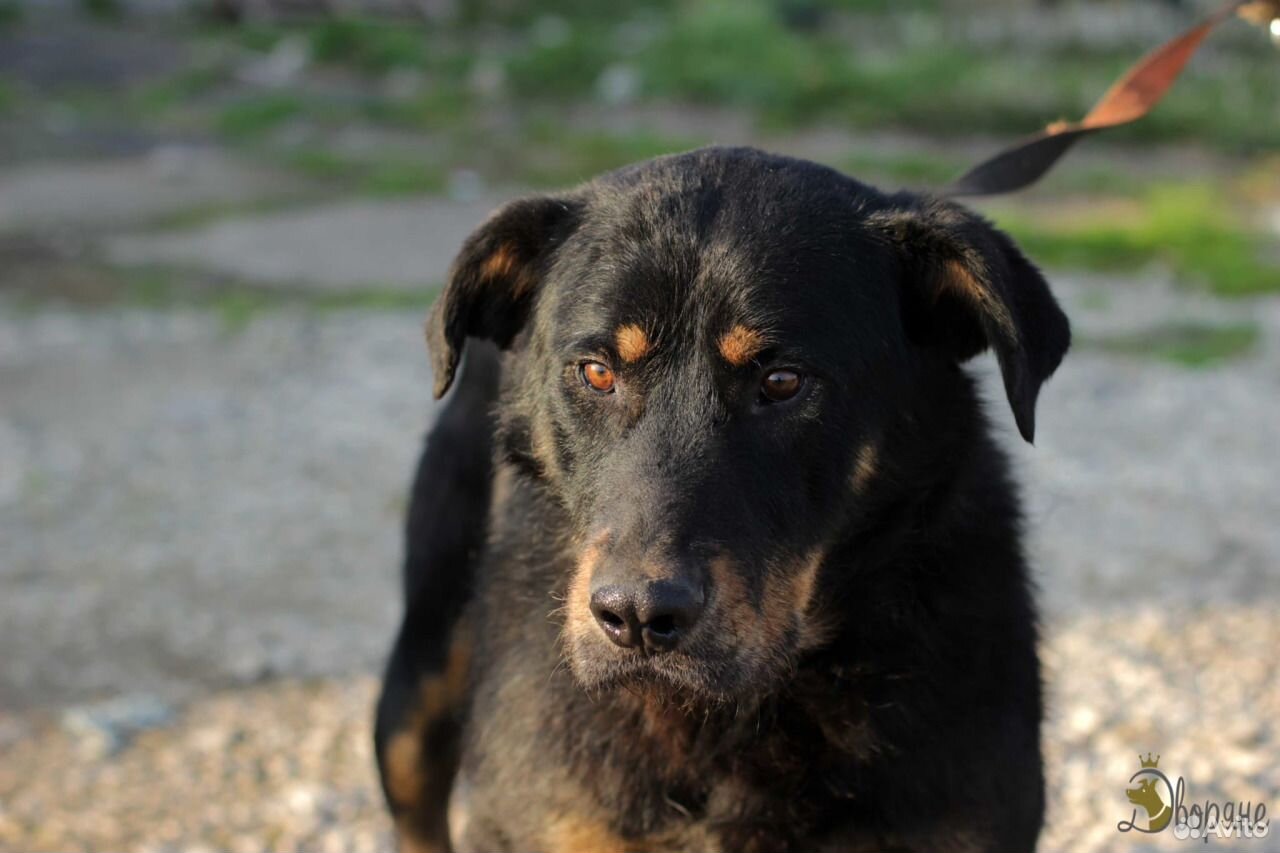 Буч-добрый, уютный, как плюшевый мишка