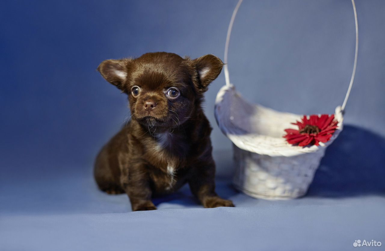 Сладкий шоколадный мальЧишка