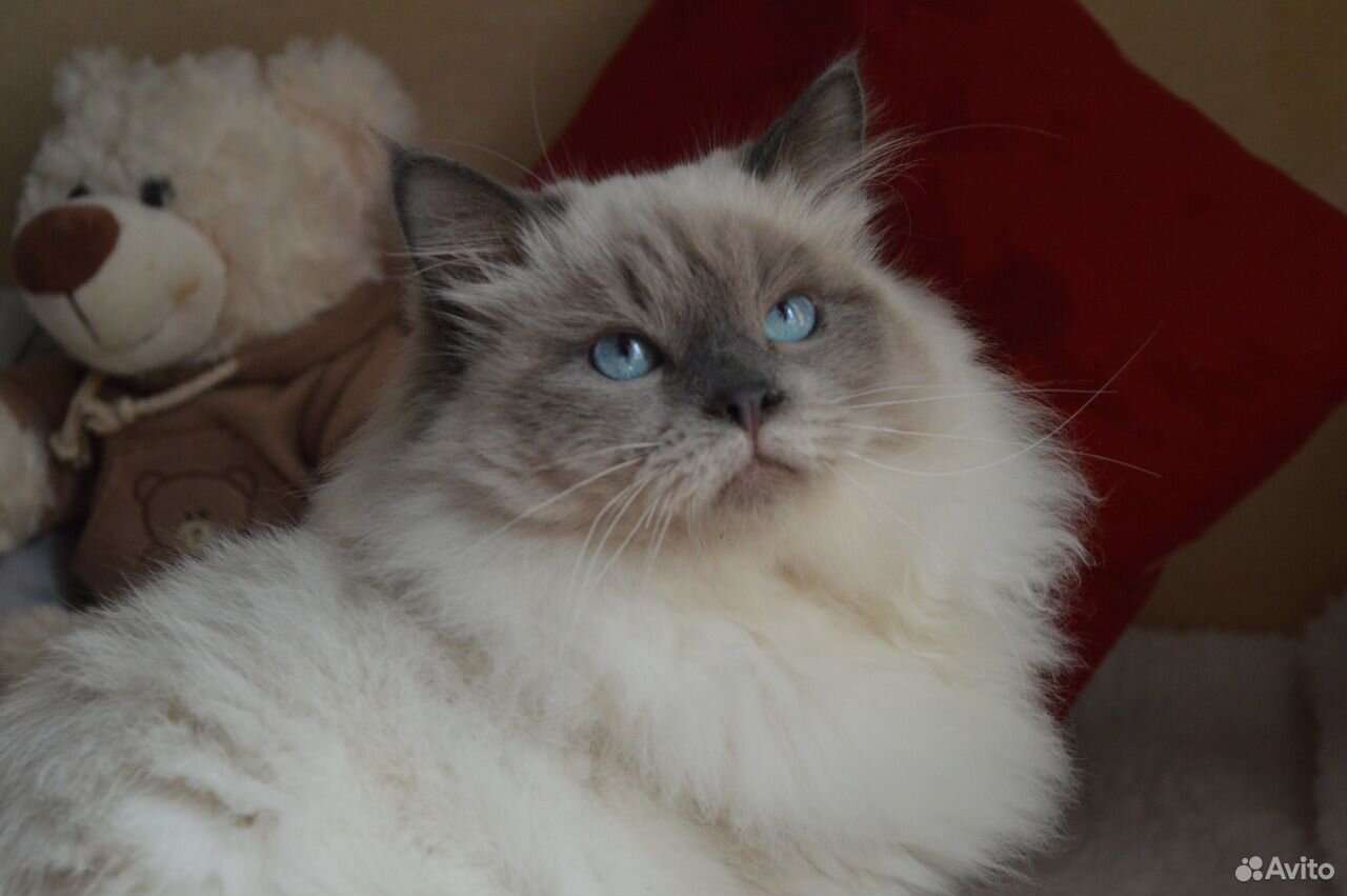 Роскошный Том