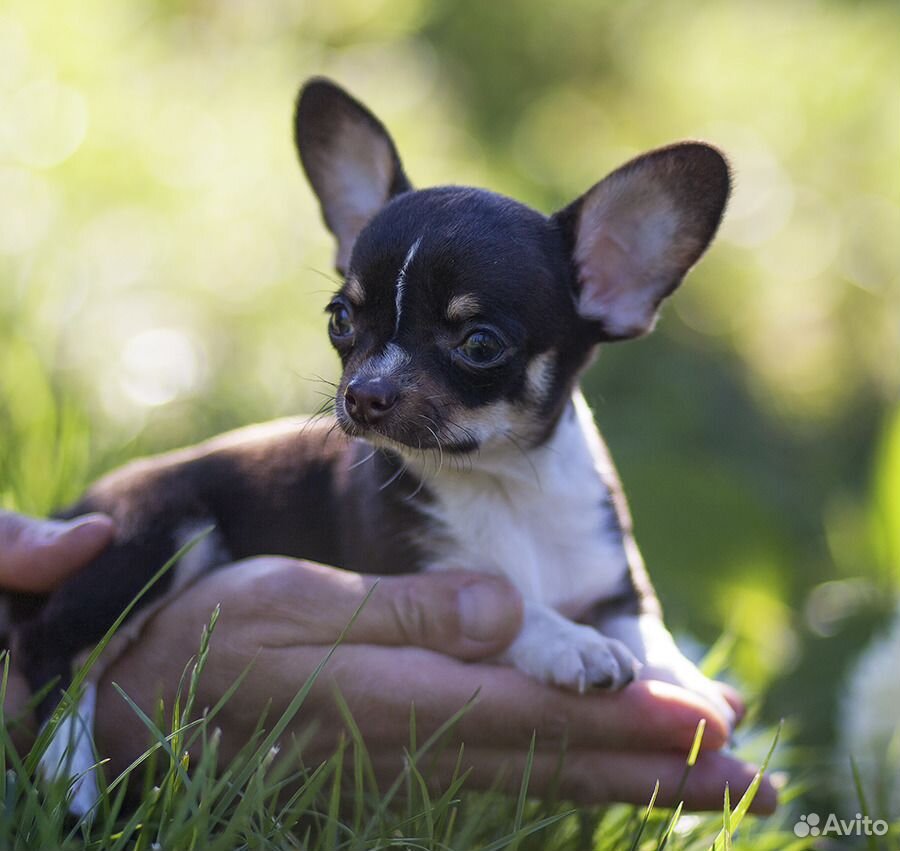Чихуахуа шоколадик