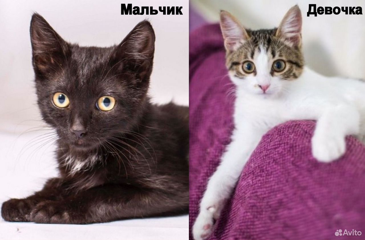 Пряник и Буба в поисках дома. Котята в дар