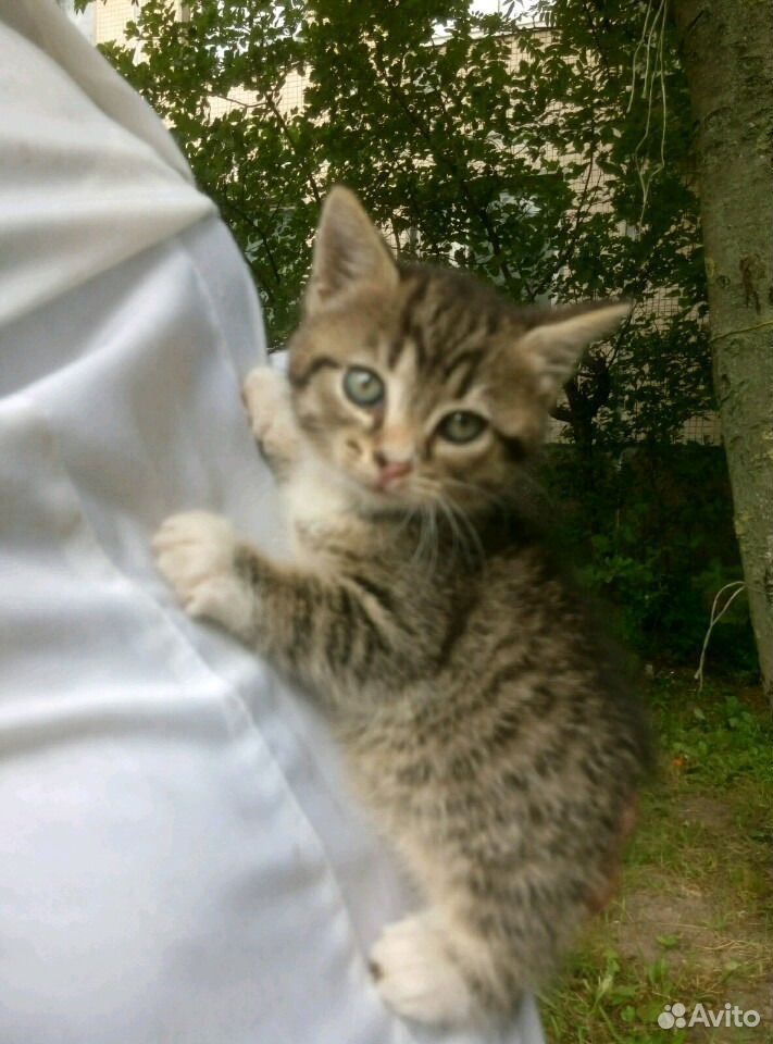 Котеночек, девочка, 1 мес