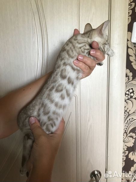 Бенгальская снежная минк