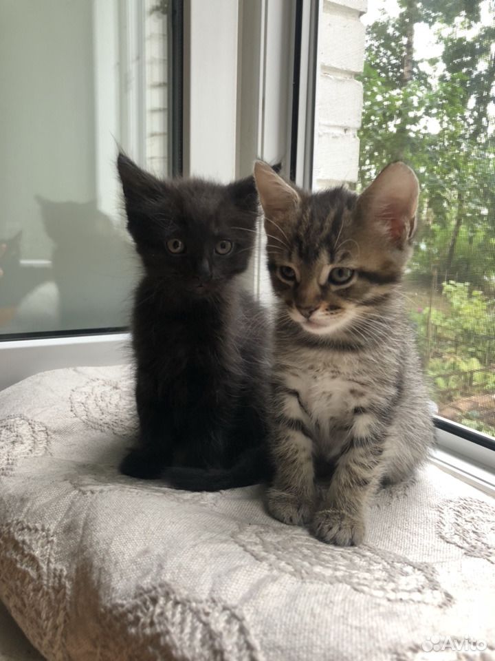 Котенок в дар