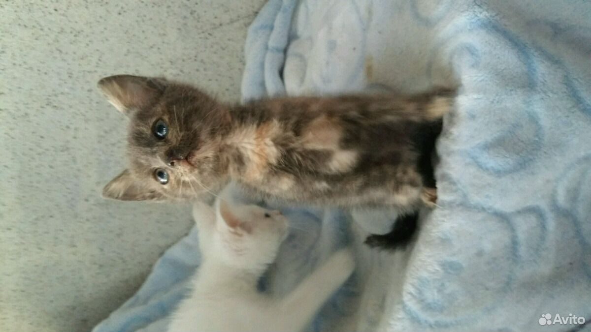Котята девочка привезем дар