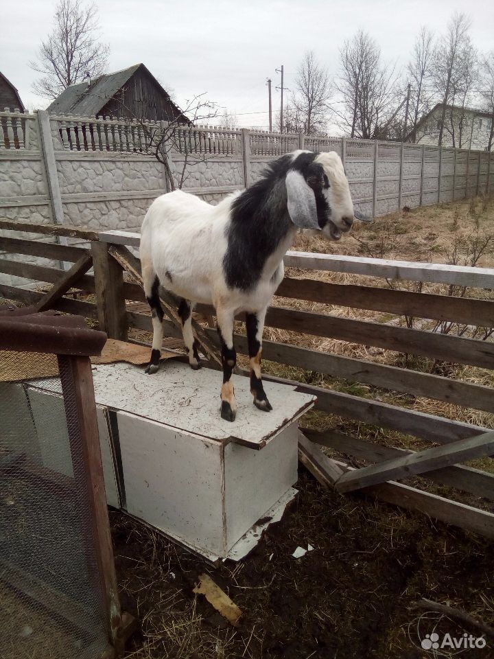 Нубийский козел