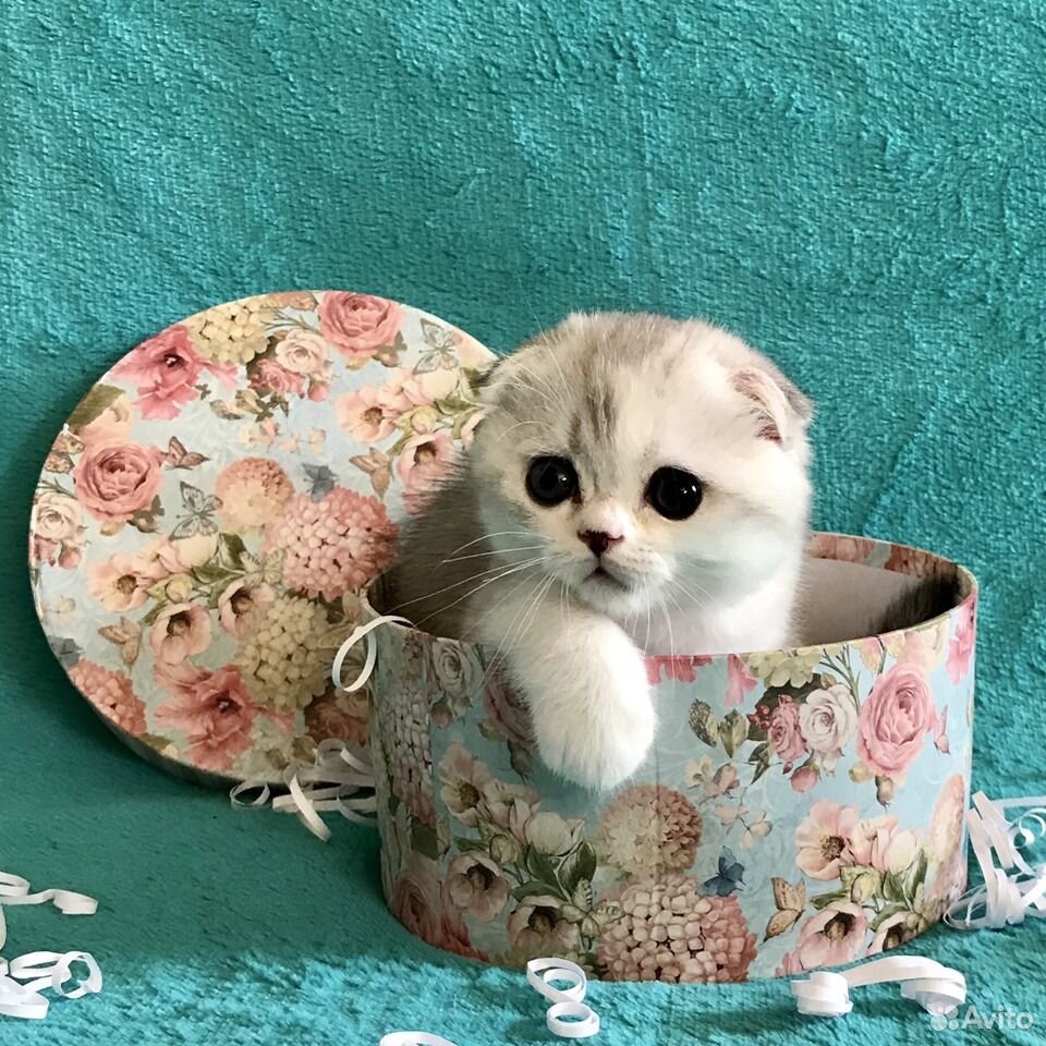 Шотландский котик