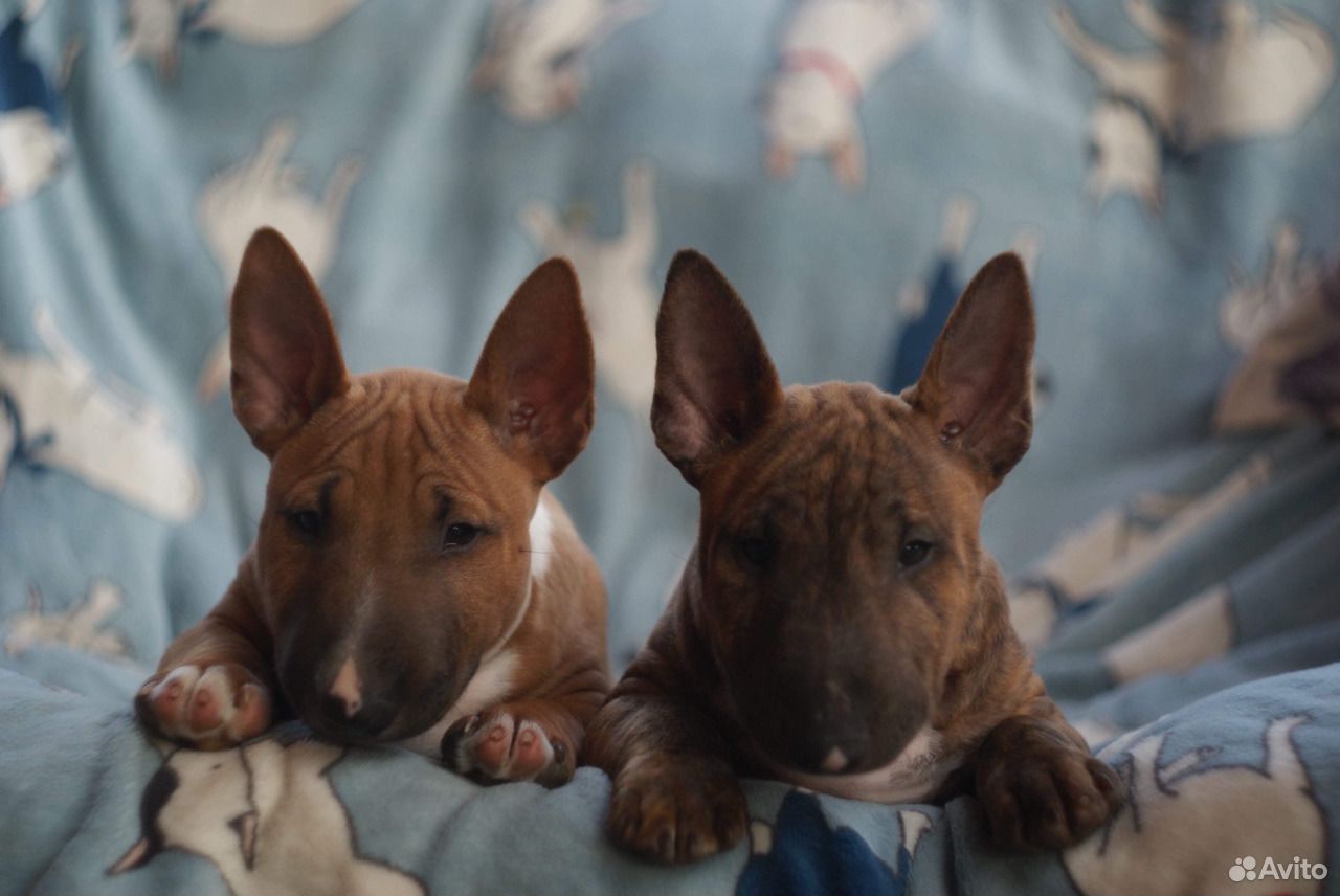 Мальчики миниатюрного бультерьера