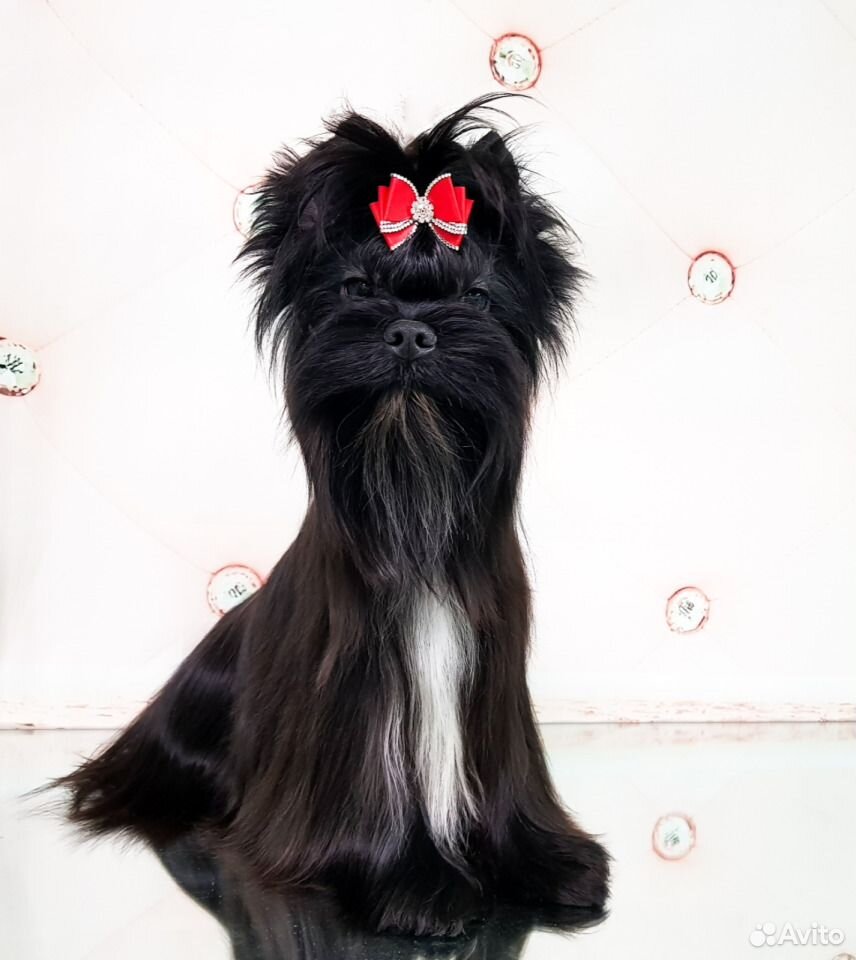 Черный йоркширский терьер жених