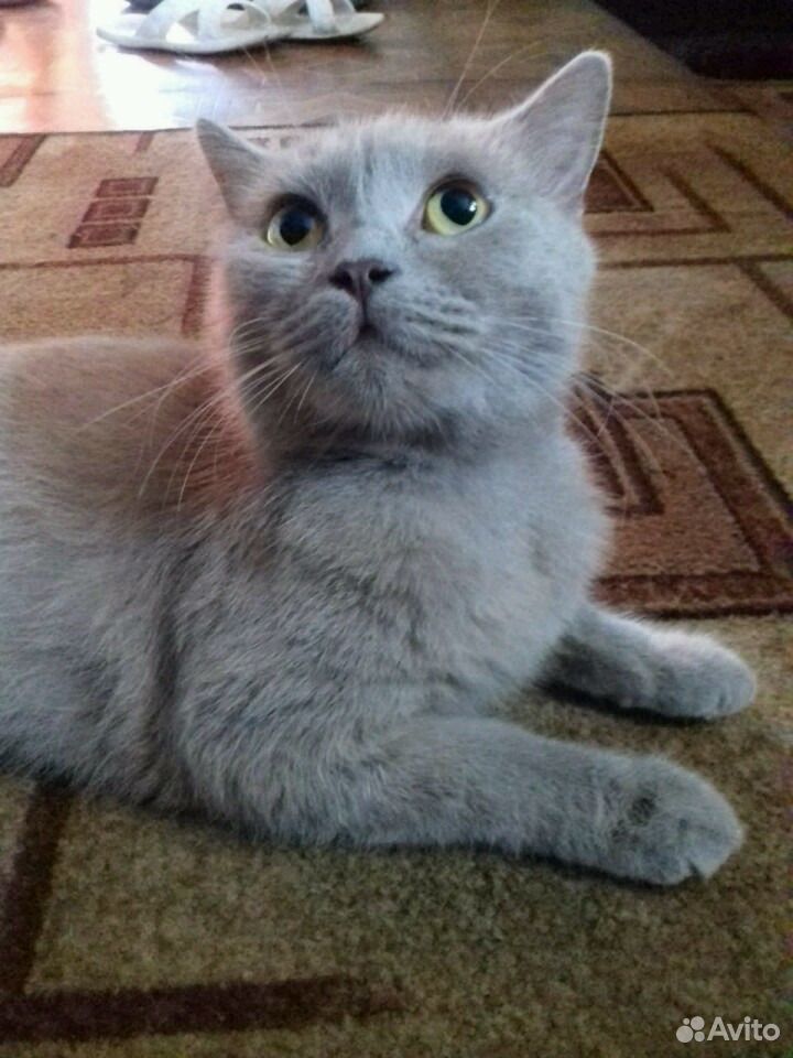 Кошечка