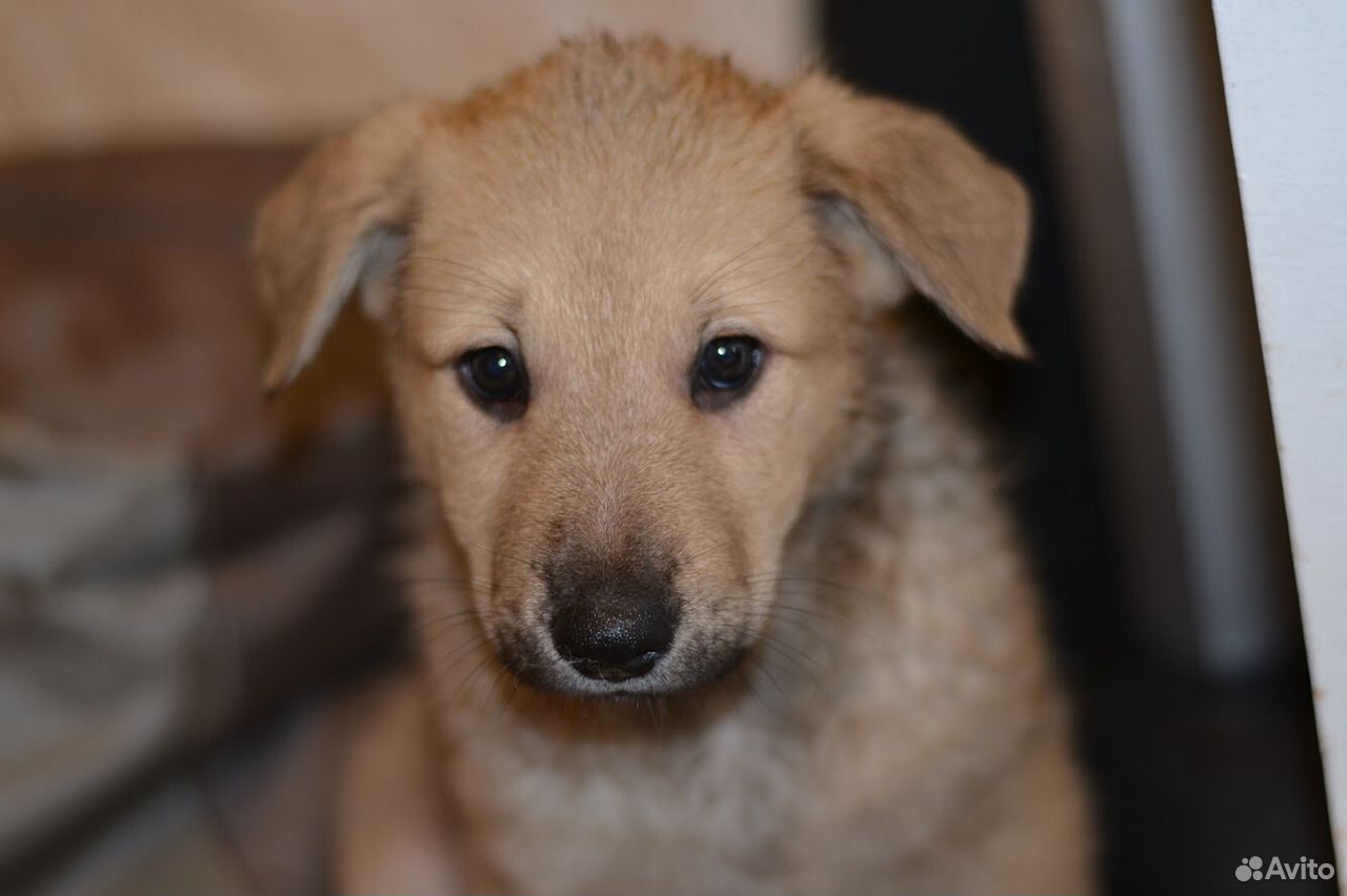 Фиби щенок в дар