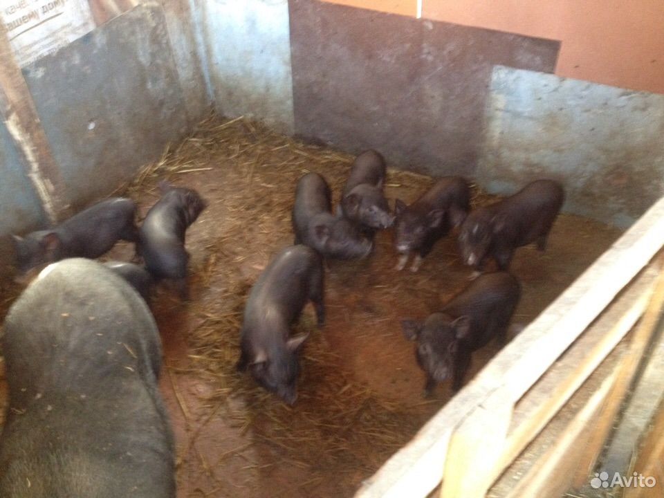 Вьетнамские вислобрюхие парасята