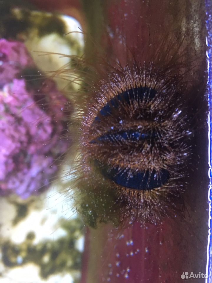 Морской ёж-арбузик