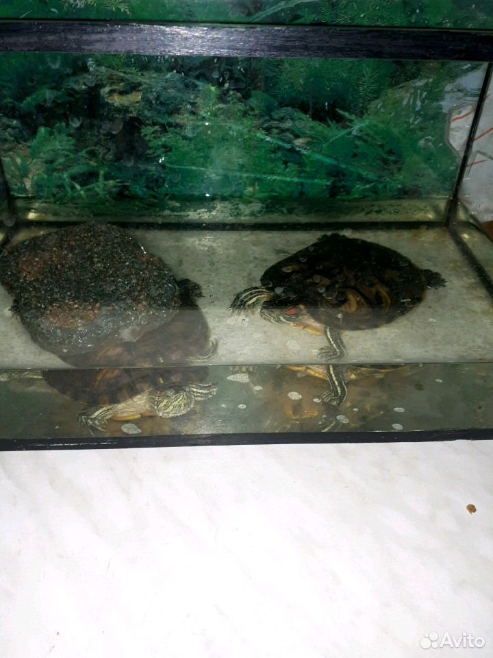 Черепашки