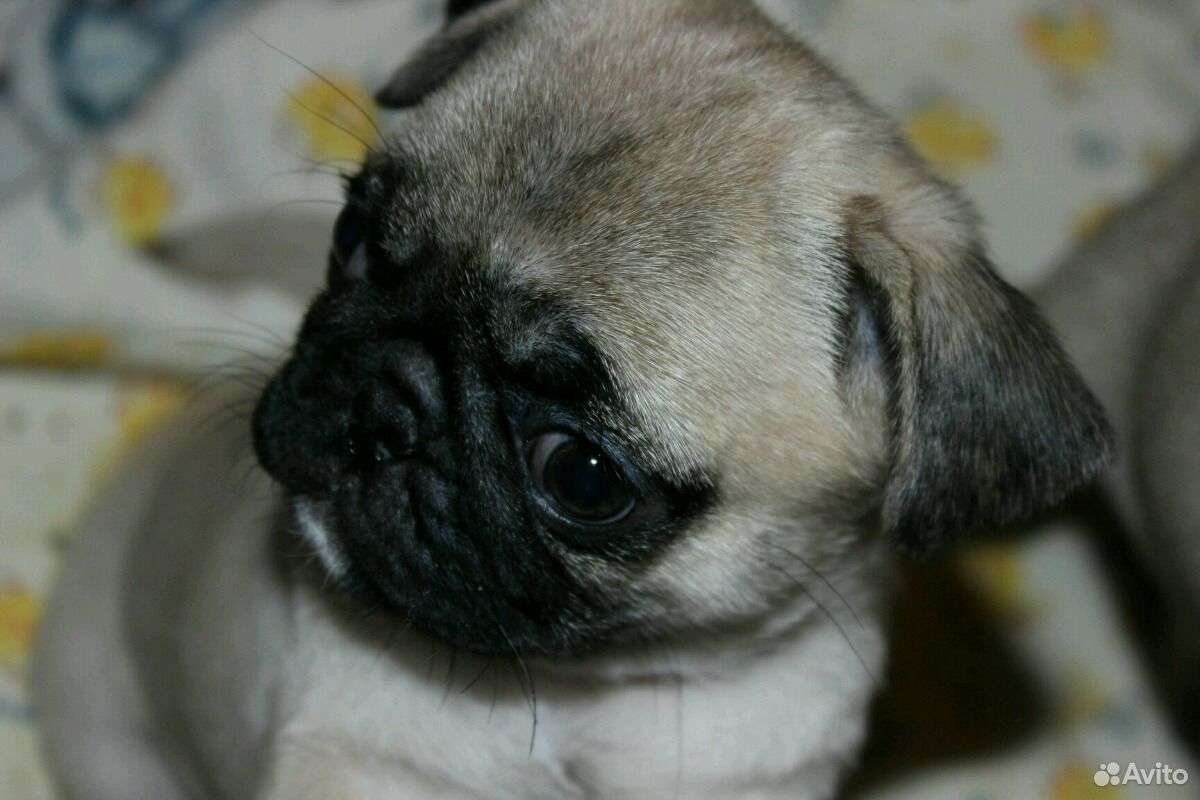 Щенки мопса (2 девочки)