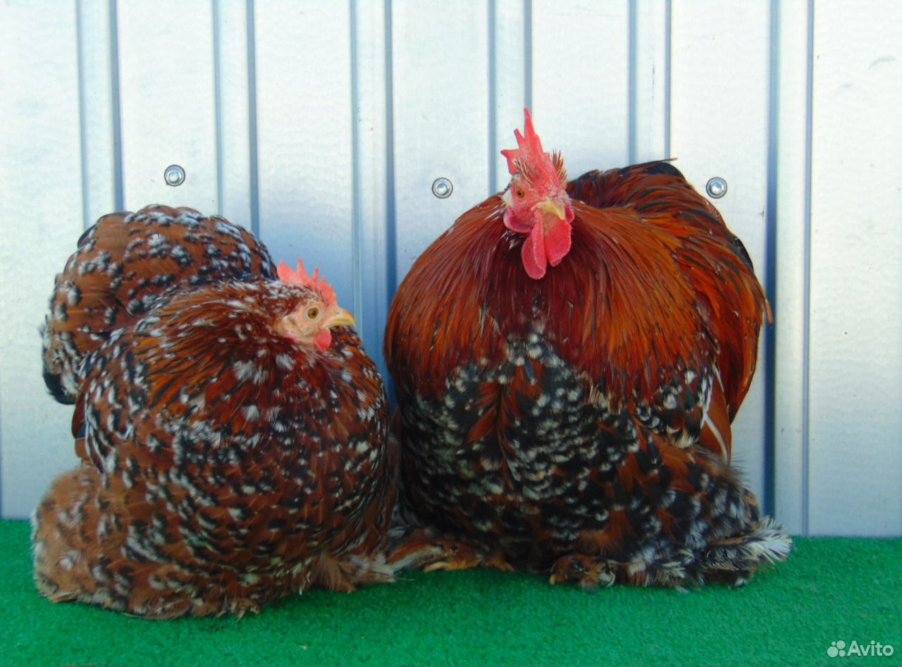 Карликовый кохинхин многих окрасов, в т.ч. редких