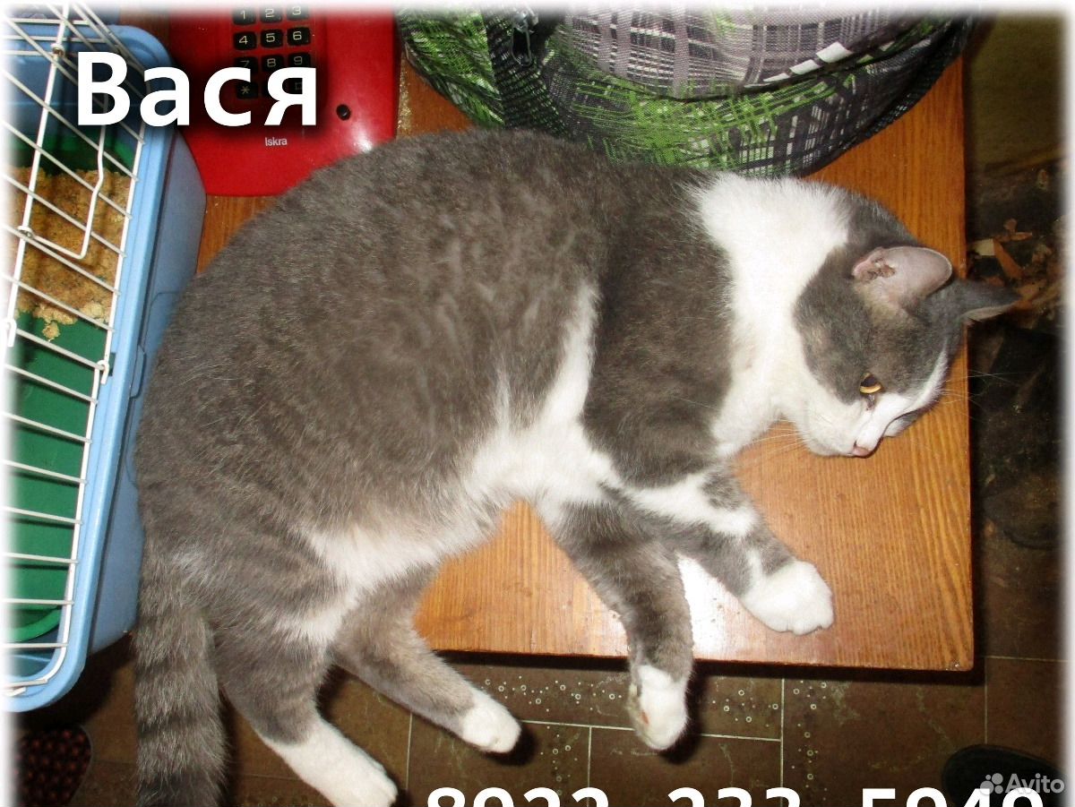 Вася в добрые руки