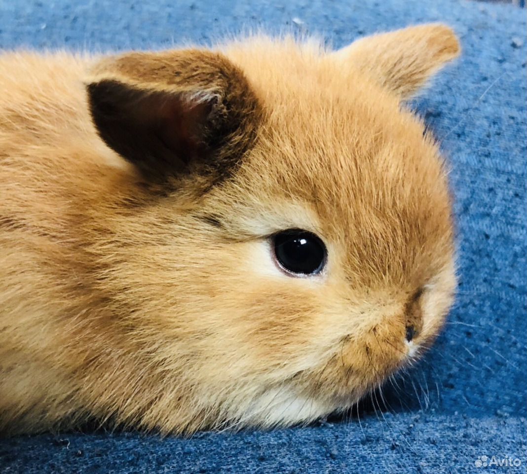 Декоративные вислоухие кролики