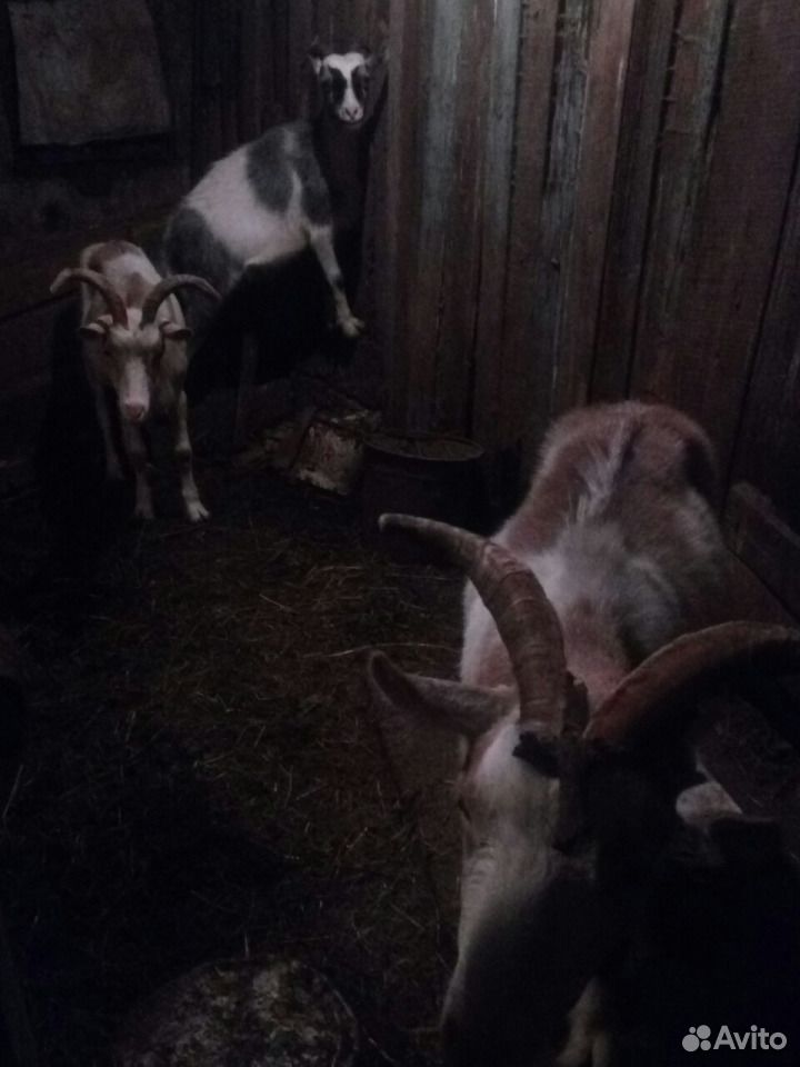 Продам молочных коз, овец, гусей, кур